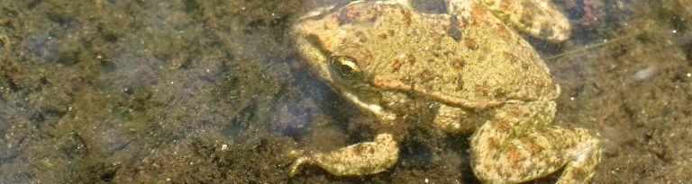 Frogs and toads – Holiday homes Azalas